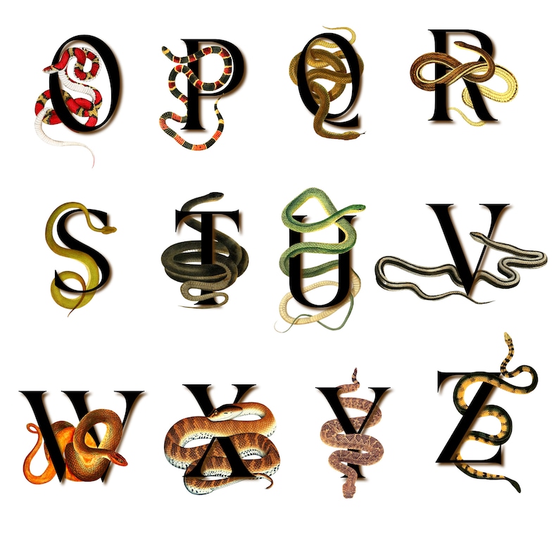 Snake Alphabet 26 Snake Letters Initials Upper Case and 26 Snakeskin ...