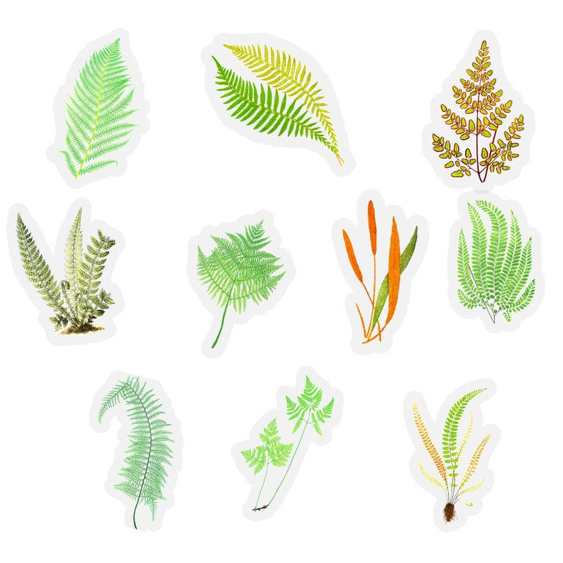 Fussy Cut Ferns and Clipart Images. 21 Printable Digital Fern Images ...