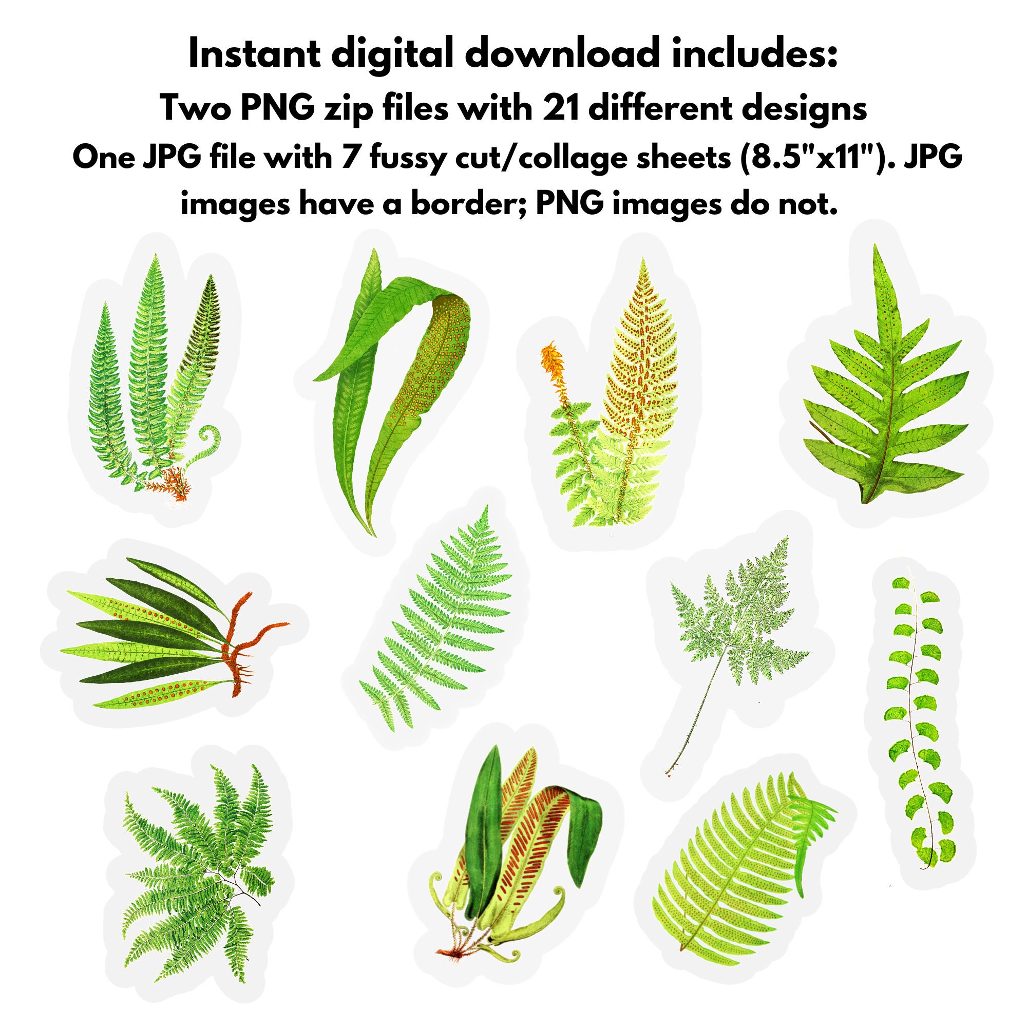 Fussy Cut Ferns and Clipart Images. 21 Printable Digital Fern Images ...