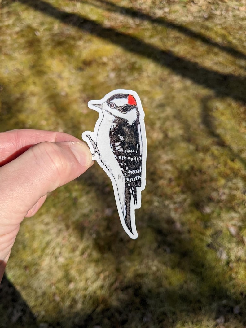 Downy Woodpecker Waterproof & Weatherproof Vinyl Decal / Sticker / Seal ...