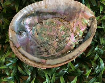 Polished Abalone Shell Rims Abalone Shell Chips Multiple - Etsy