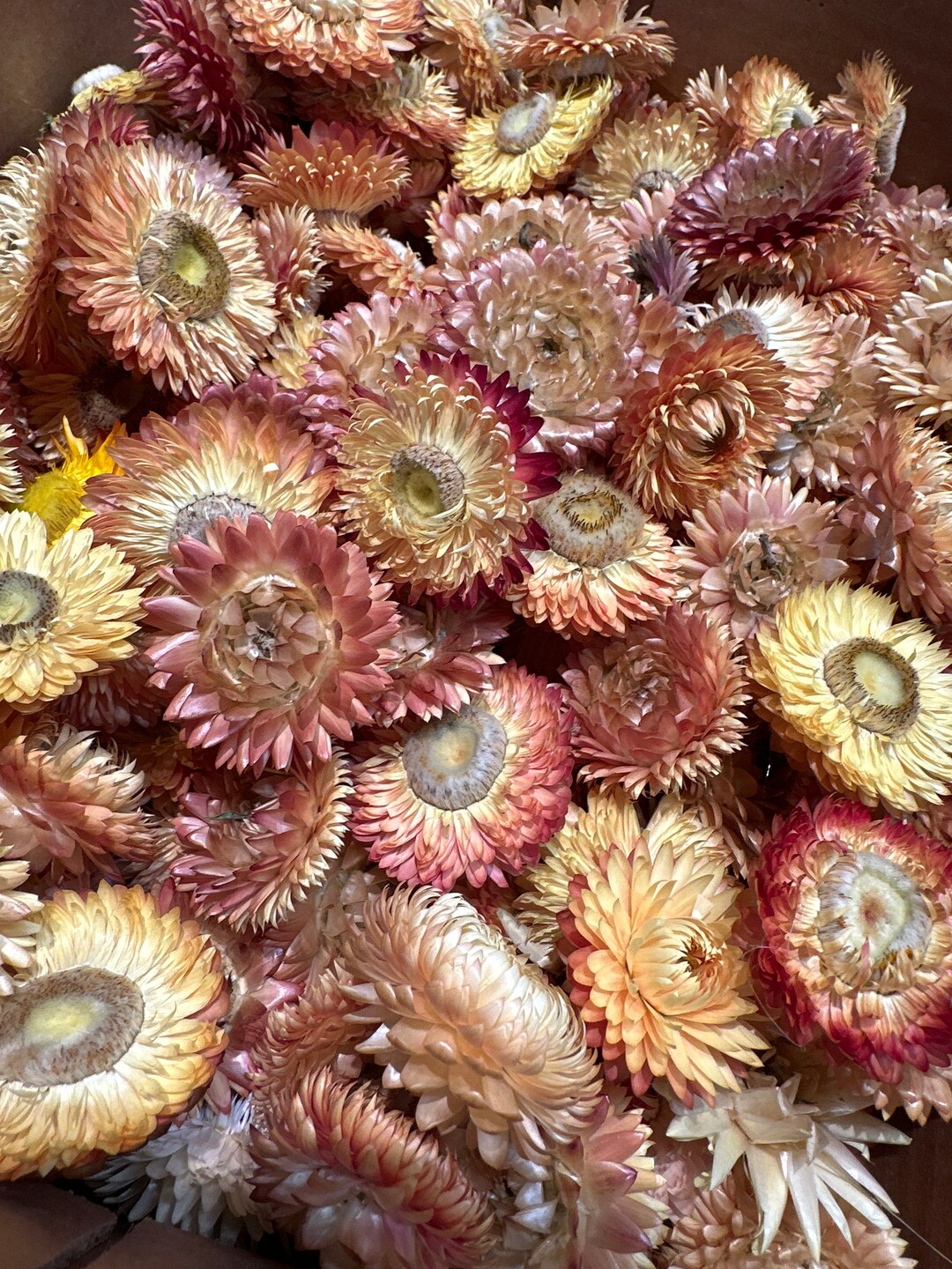 Natural Dried Strawflowers in Coral Pastel Yellow Mix Without Stems - Etsy