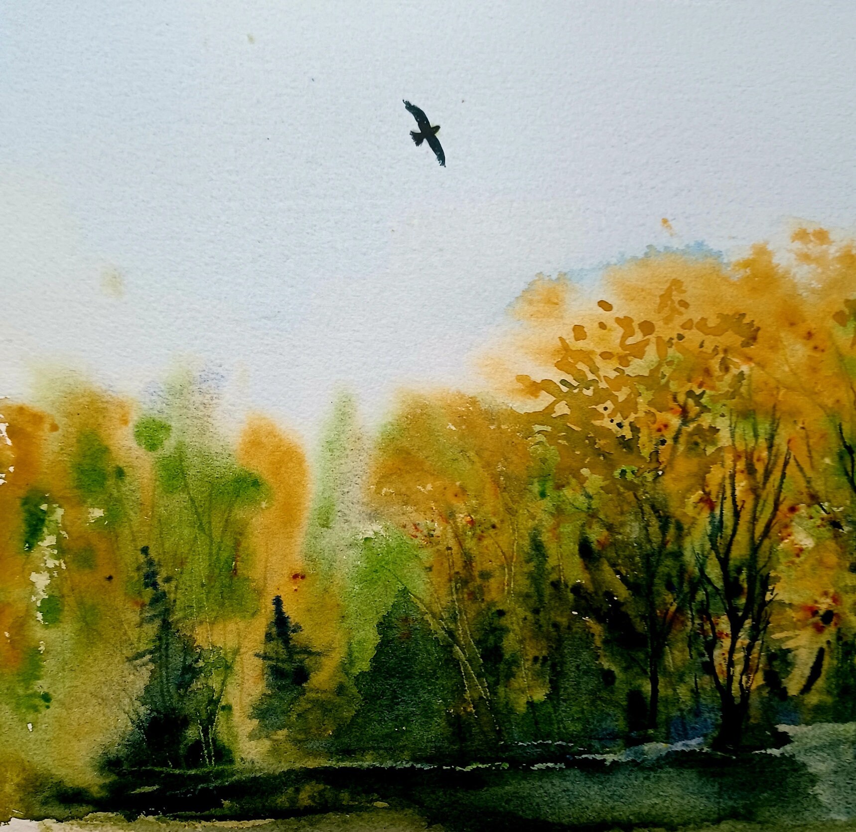 Hawk Autumn Original Watercolor Painting, Fall Decor, Boulder, Colorado ...