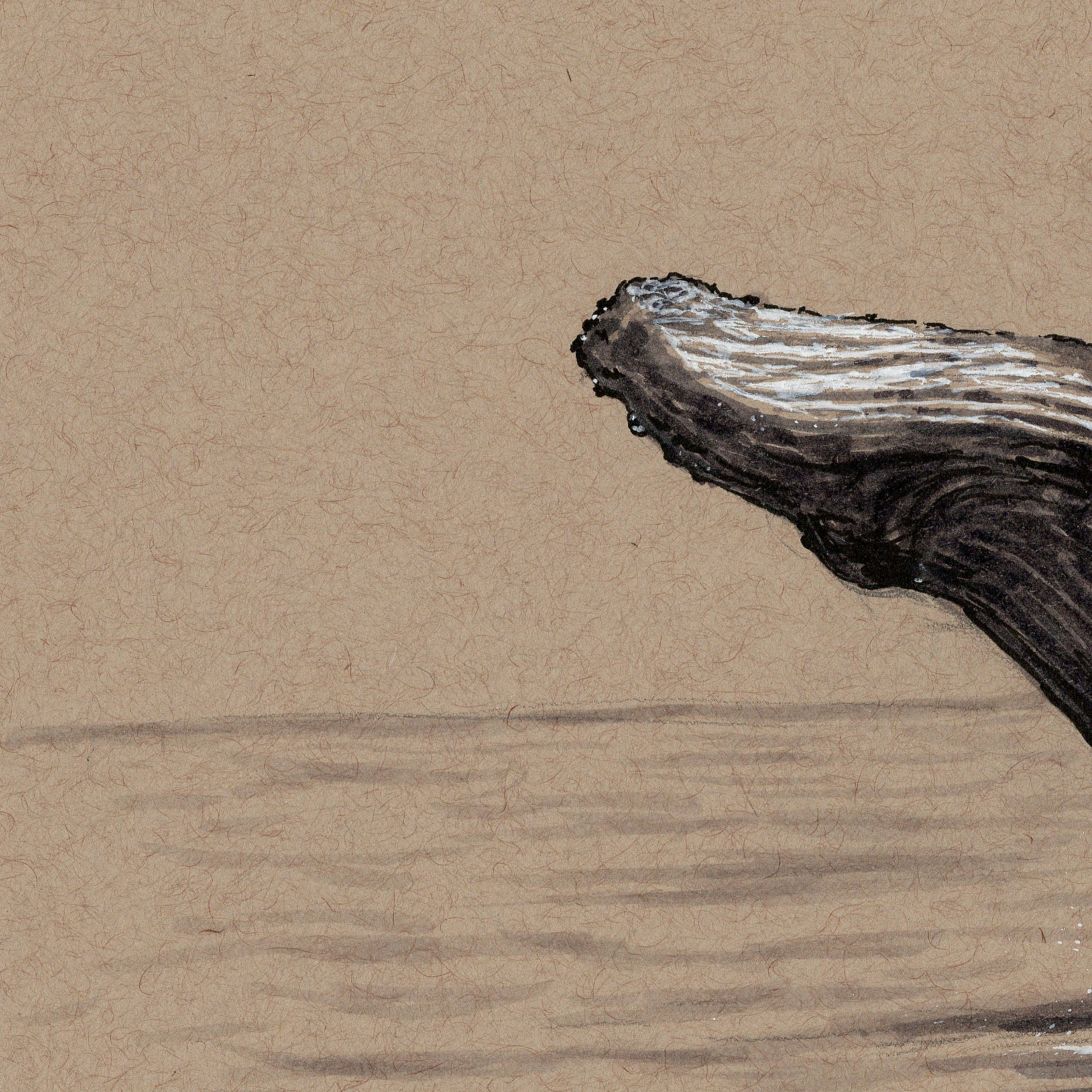 Humpback Whale Art Ink Drawing Print, Bedroom, Office, Nursery Décor ...