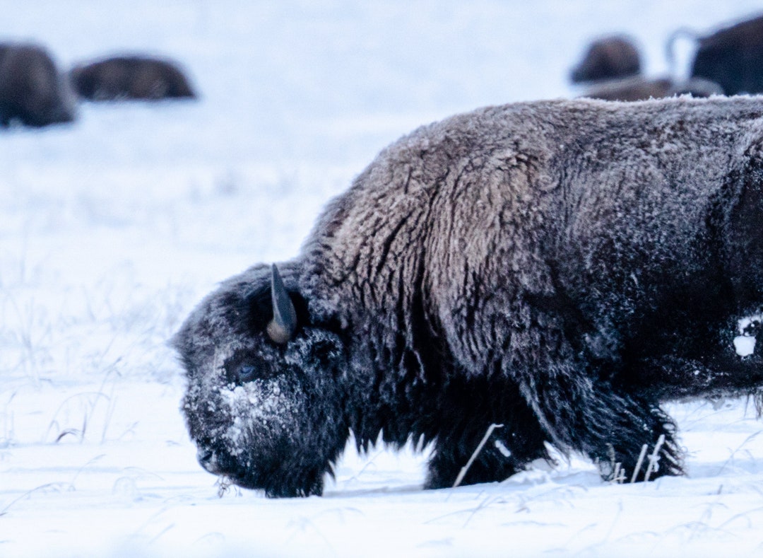 Bison Frozen in the Yellowstone National Park Deep Freeze | Rockies Art ...
