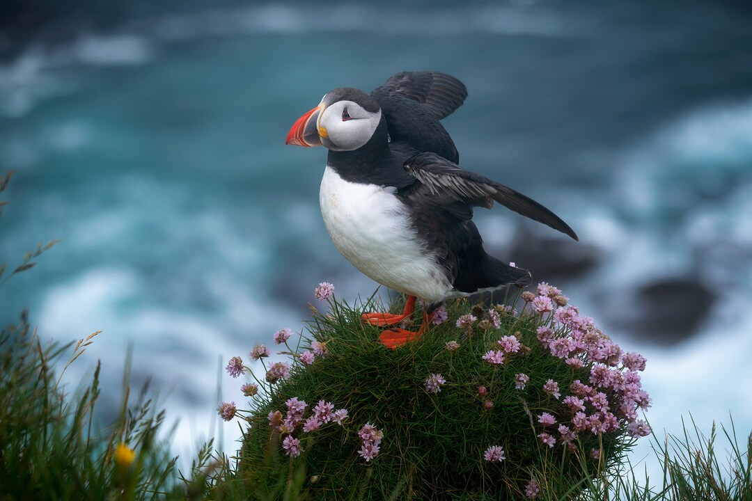 Atlantic Puffin Wall Decor | Birds Wall Art | Iceland Photography ...