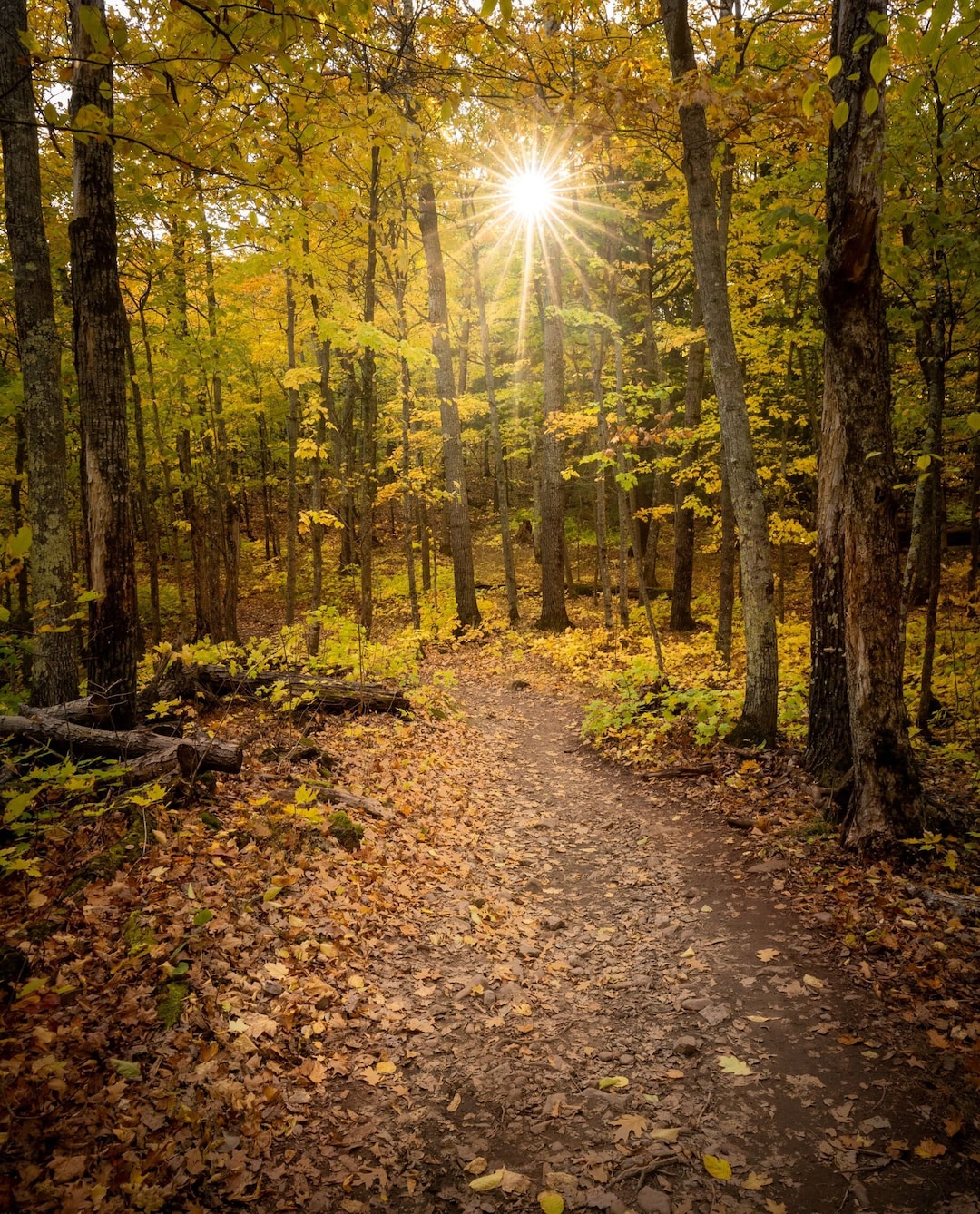 Fall in the Forest in Michigan’s Upper Peninsula | Michigan Photo ...