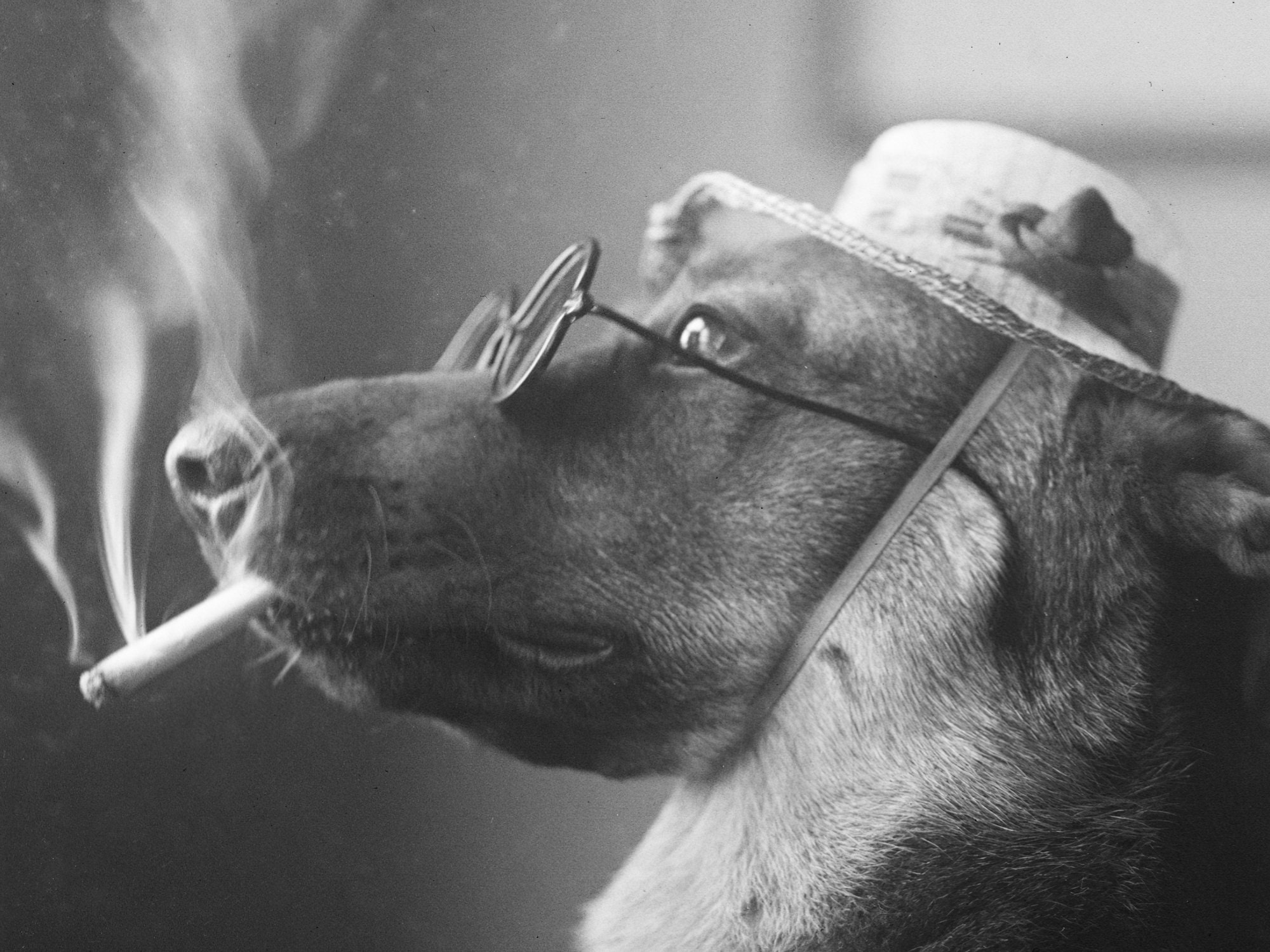 Vintage Photo Printable Dog Smoking a Cigarette Funny Vintage Animal ...