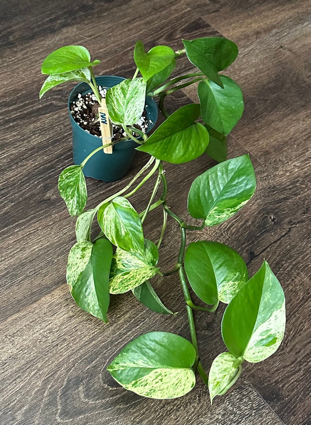 Marble Queen Pothos - Etsy