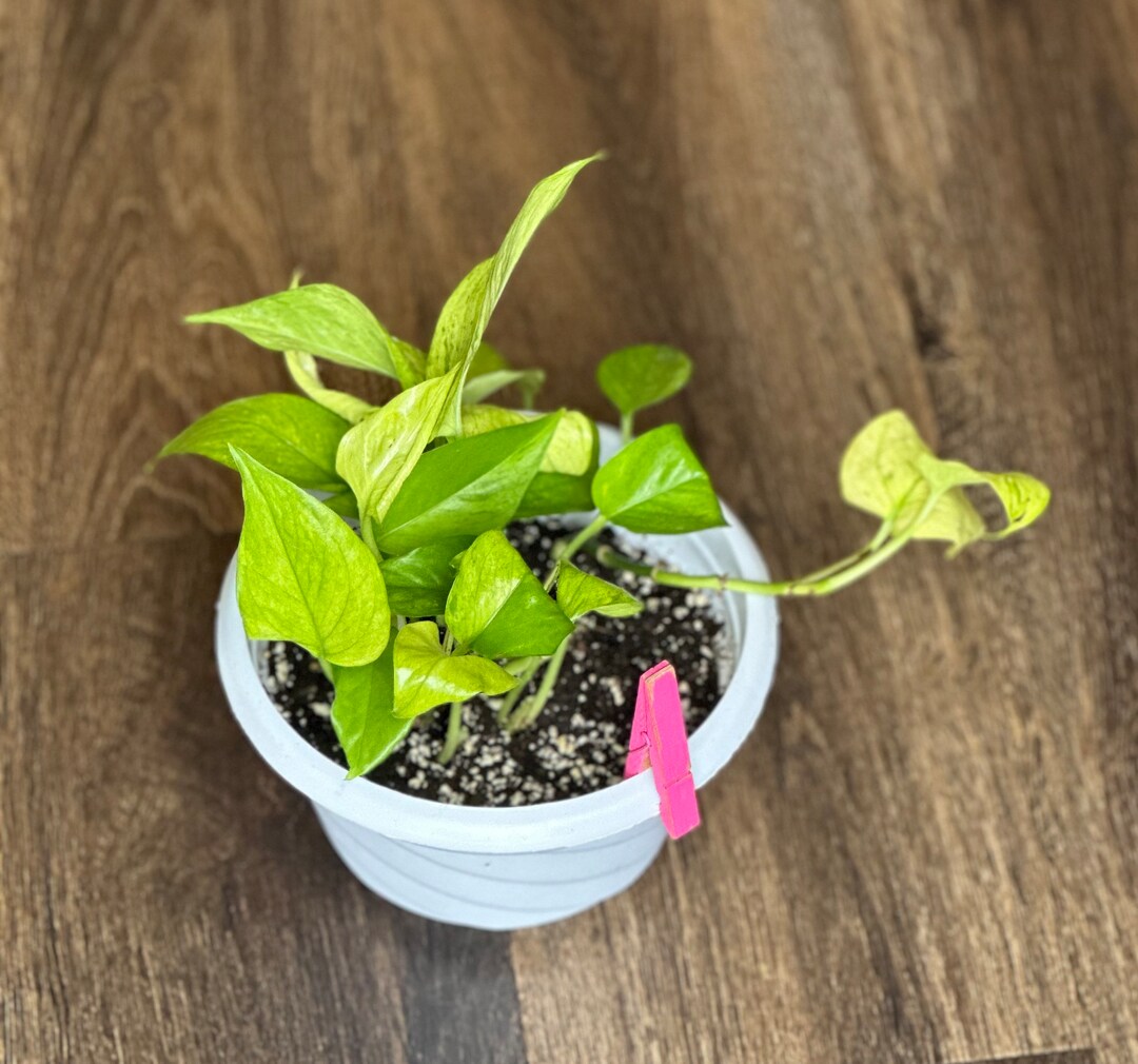 Jessenia Pothos - Etsy
