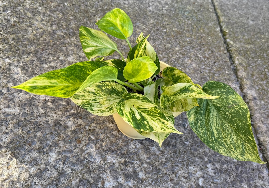 Fernando's Fire Golden Pothos - Etsy