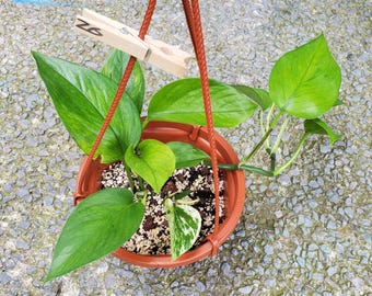 JESSENIA Pothos Plant - Epipremnum Aurea - 3 Leaf High Color Strand ...