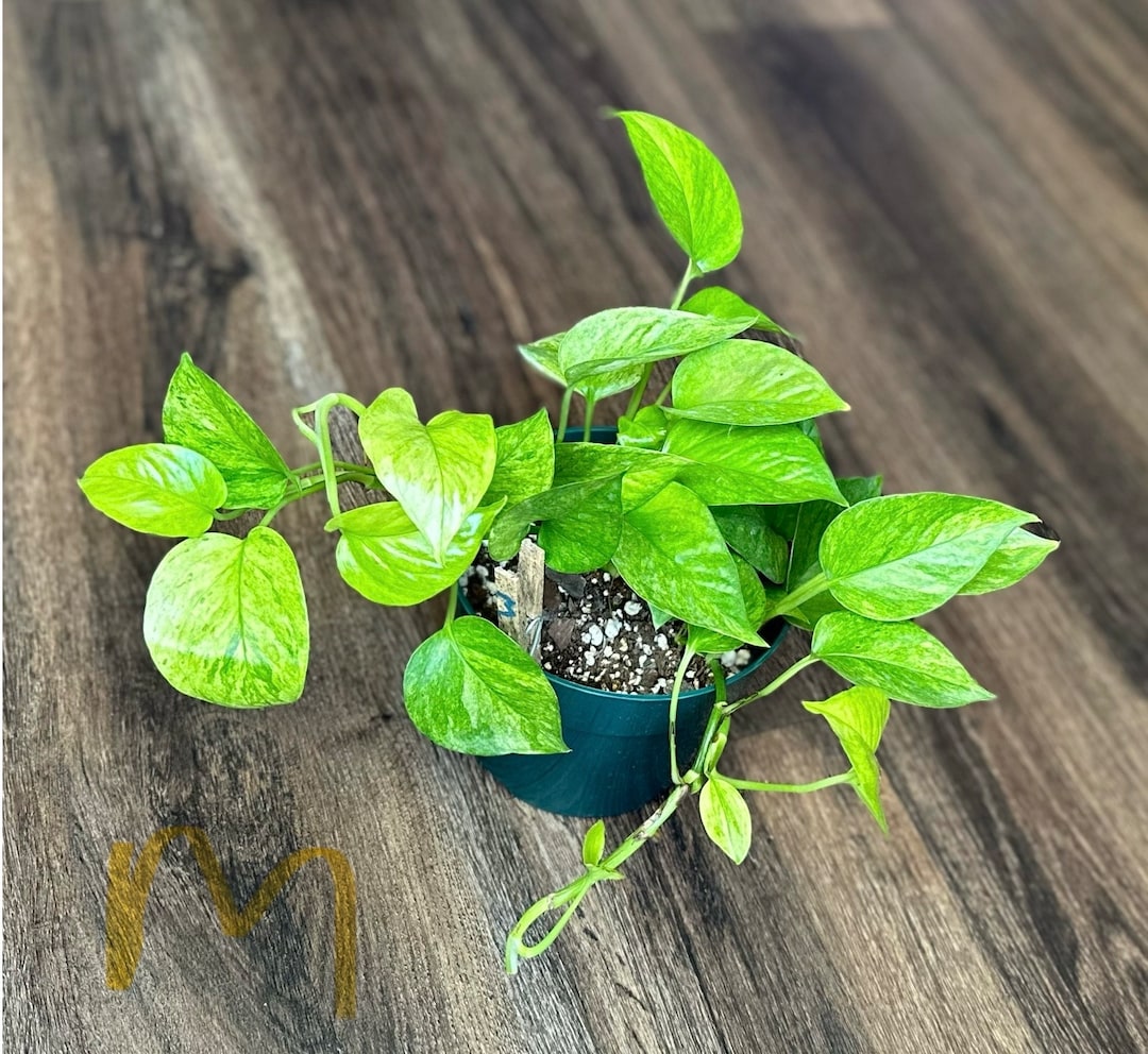 Jessenia Pothos - Etsy