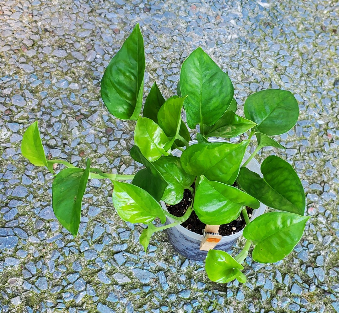 Greenjula Pothos - Etsy