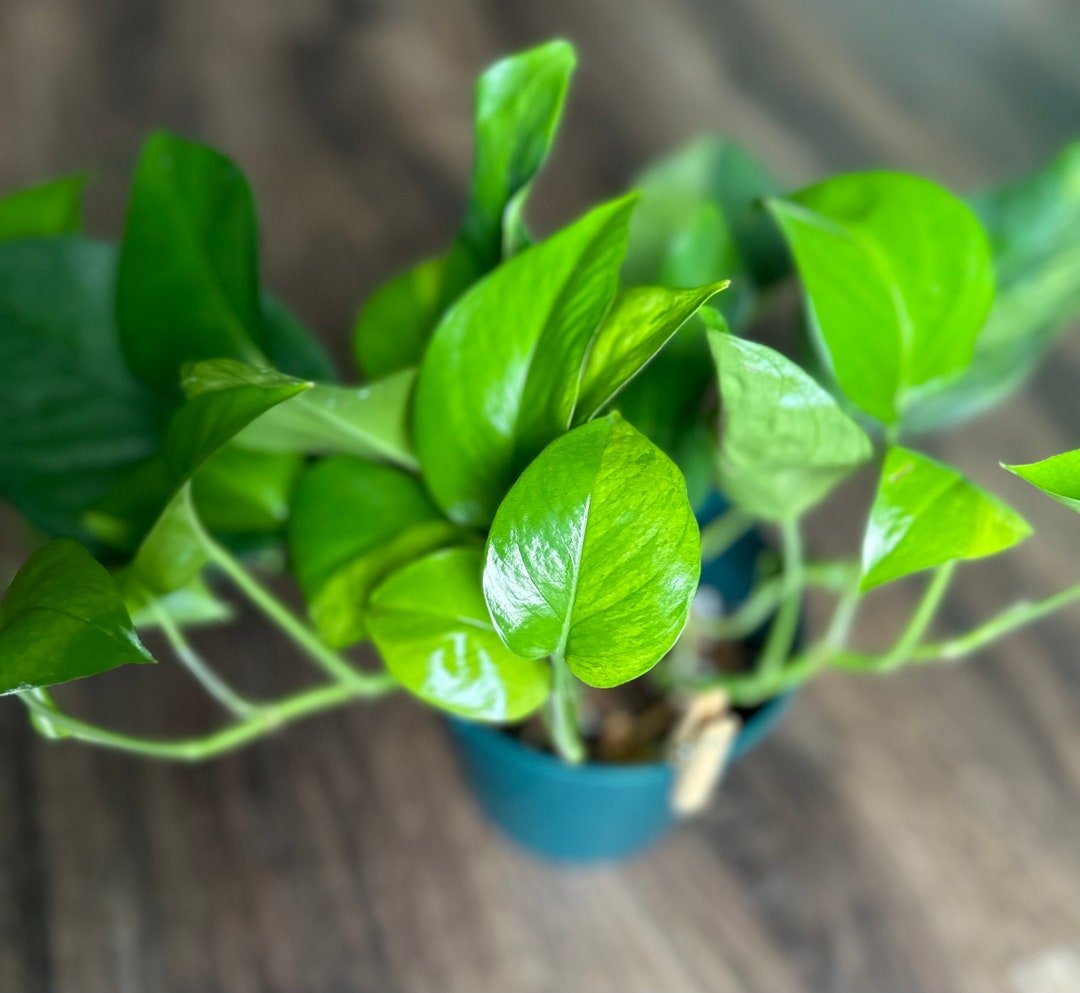 Jessenia Pothos - Etsy