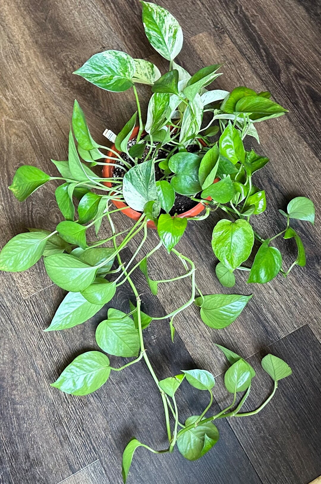 Jessenia Pothos - Etsy