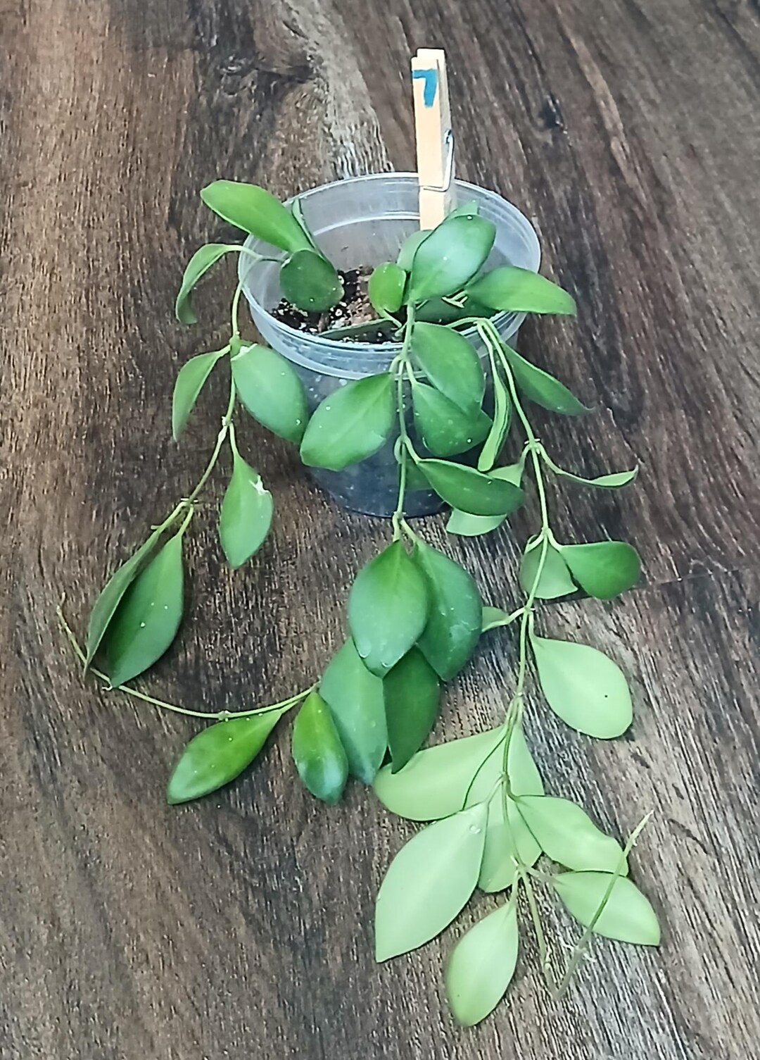 Hoya Bilobata - Etsy