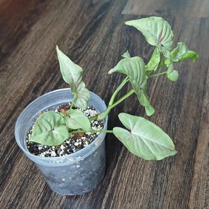 Syngonium Confetti - Etsy
