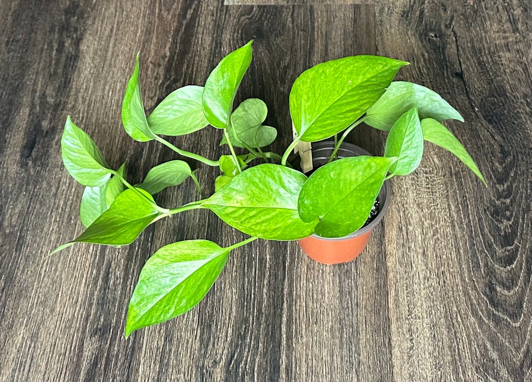 Jessenia Pothos - Etsy