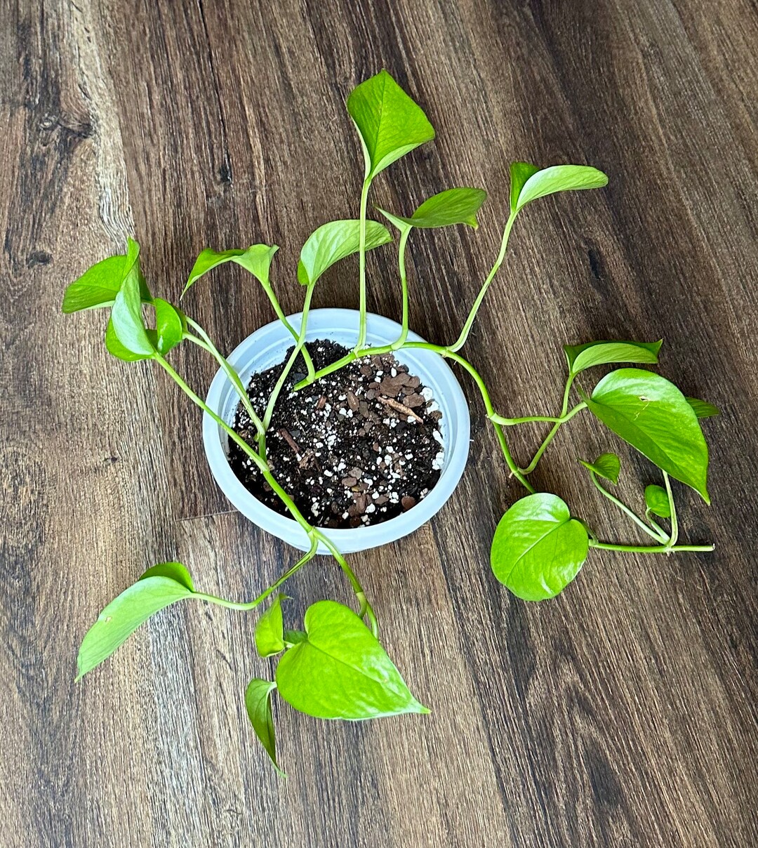 Jessenia Pothos - Etsy