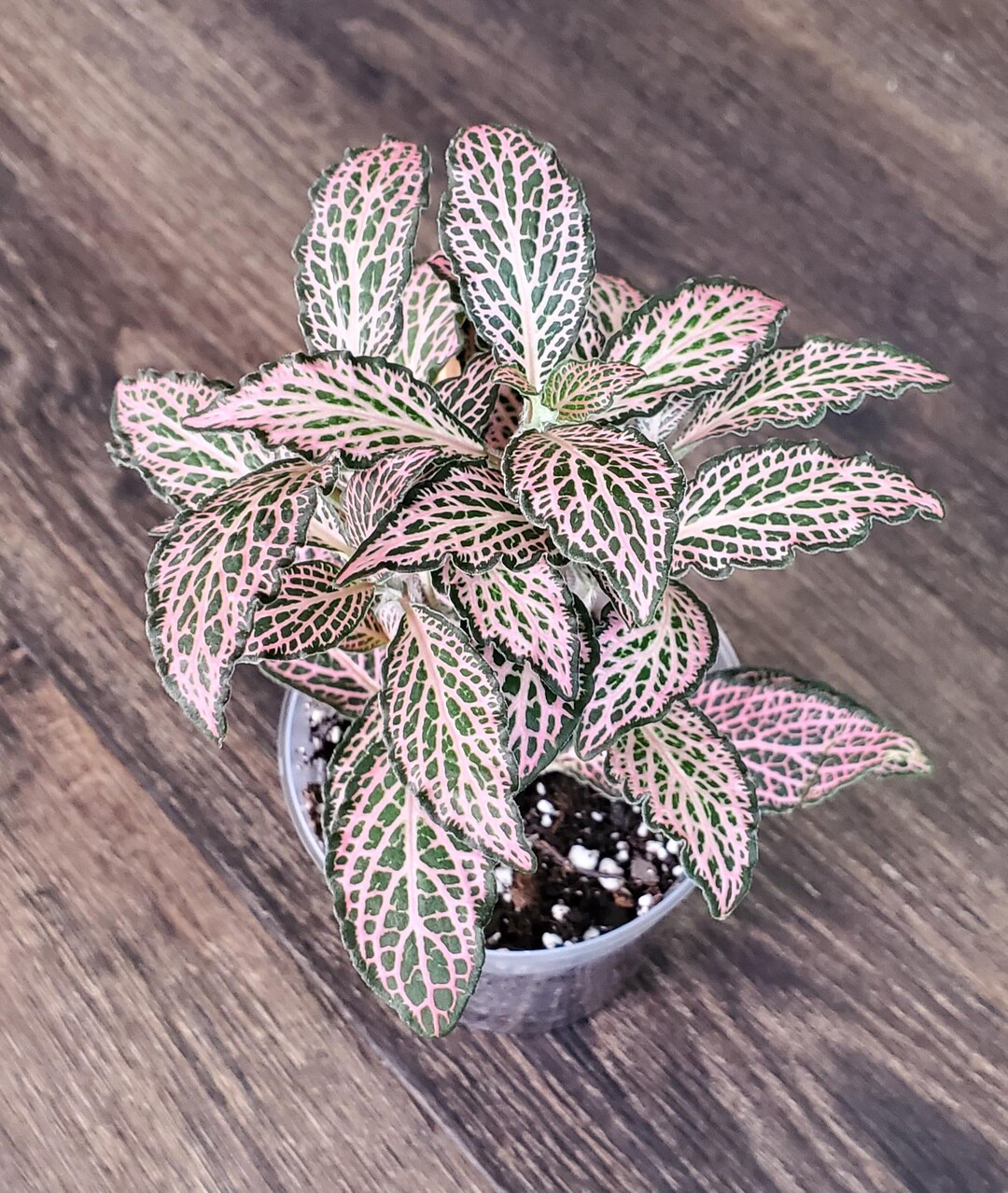Fittonia Nerve Plant - Mini Pink - Etsy