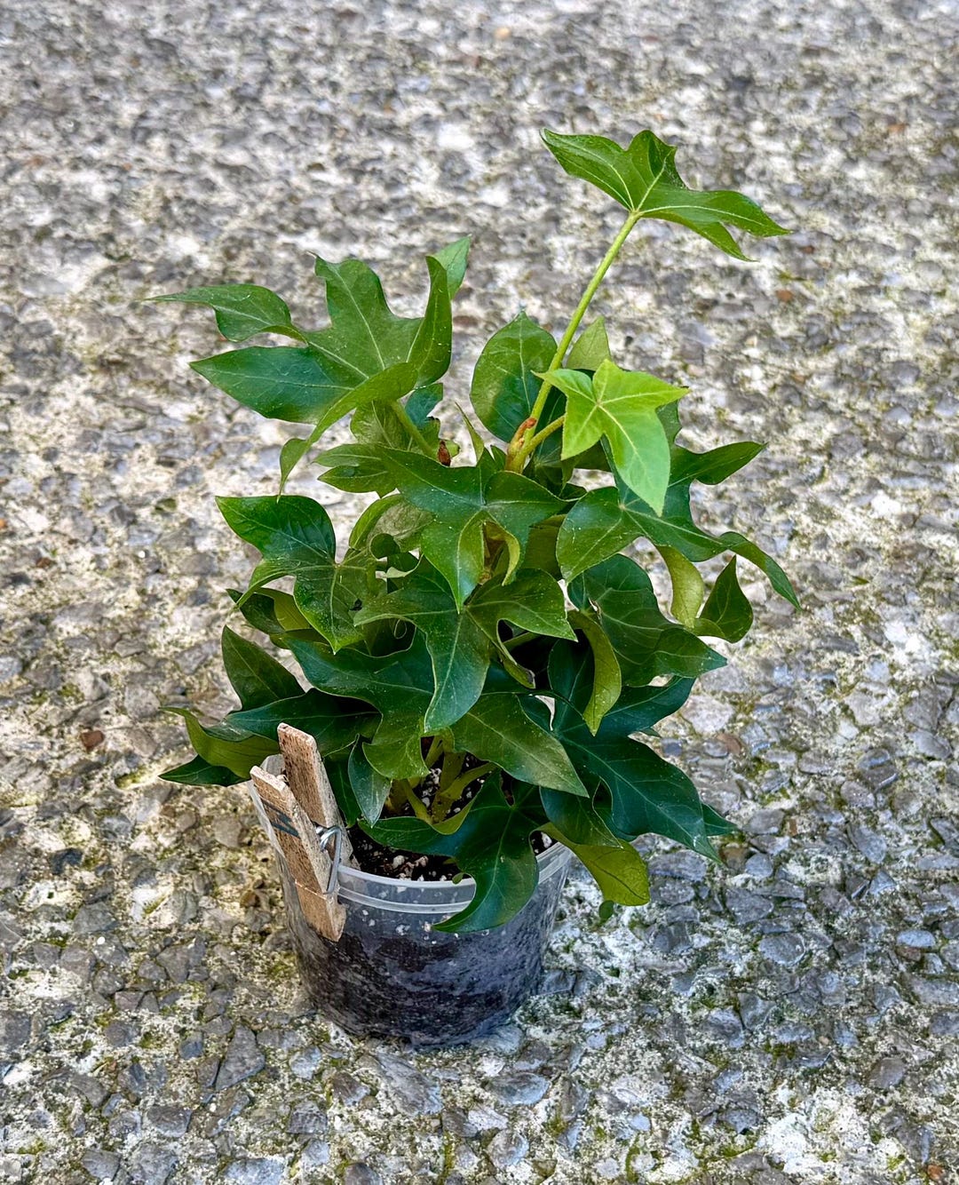 Pia Tree Ivy - Etsy