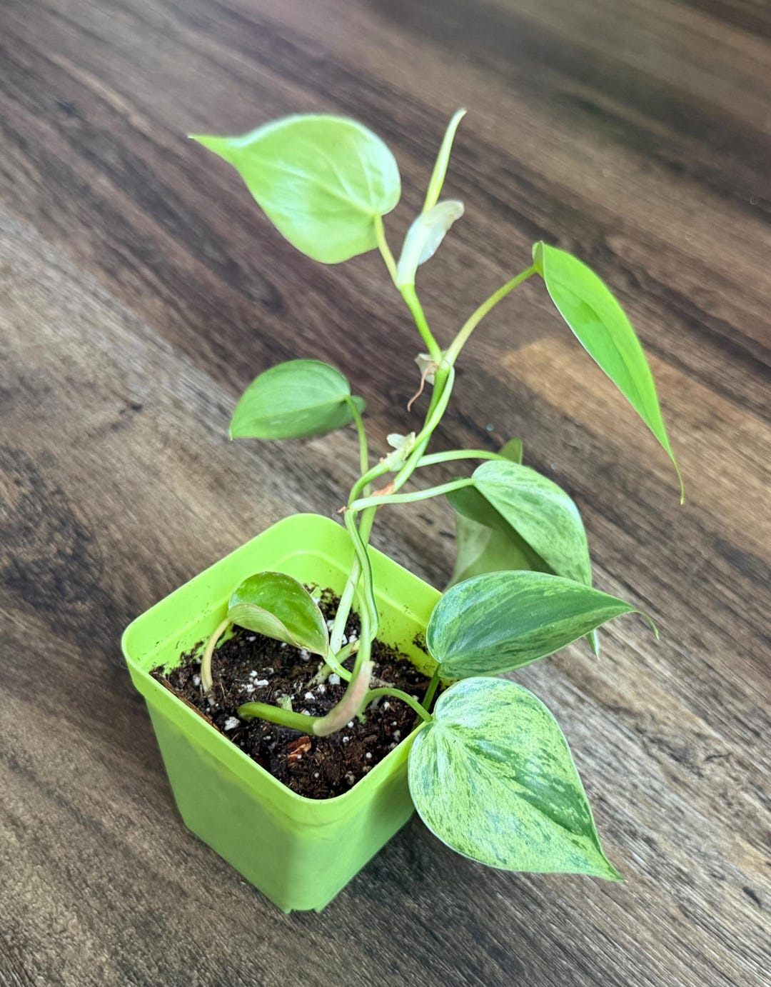 Variegated Heartleaf Philodendron - Etsy