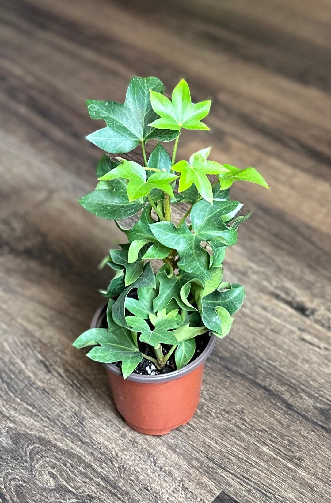 Pia Tree Ivy - Etsy