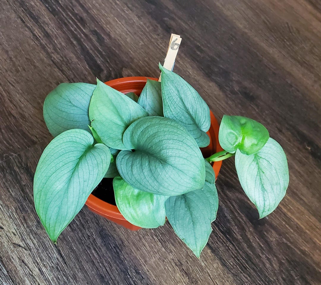 Scindapsus Platinum Java - Etsy