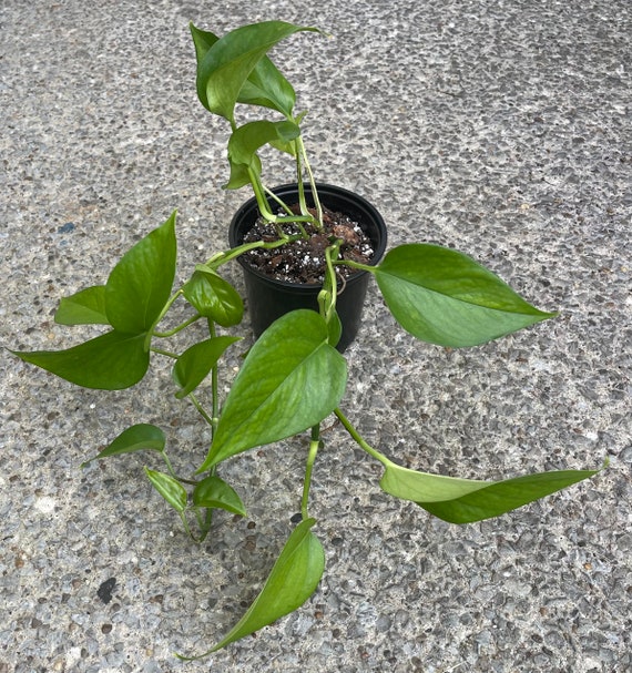 Jessenia Pothos - Etsy