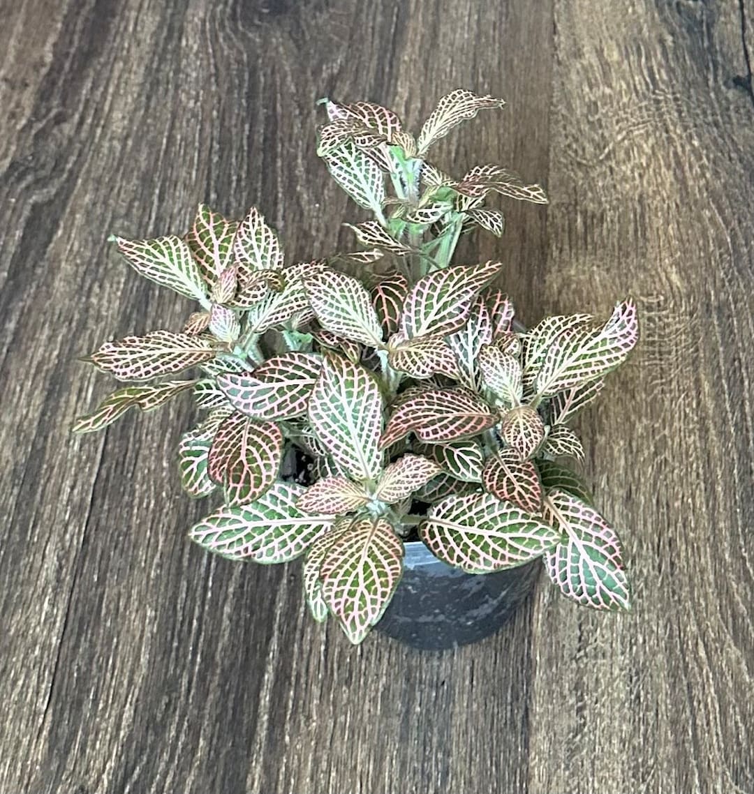 Fittonia Pink Angel Nerve Plant - Etsy