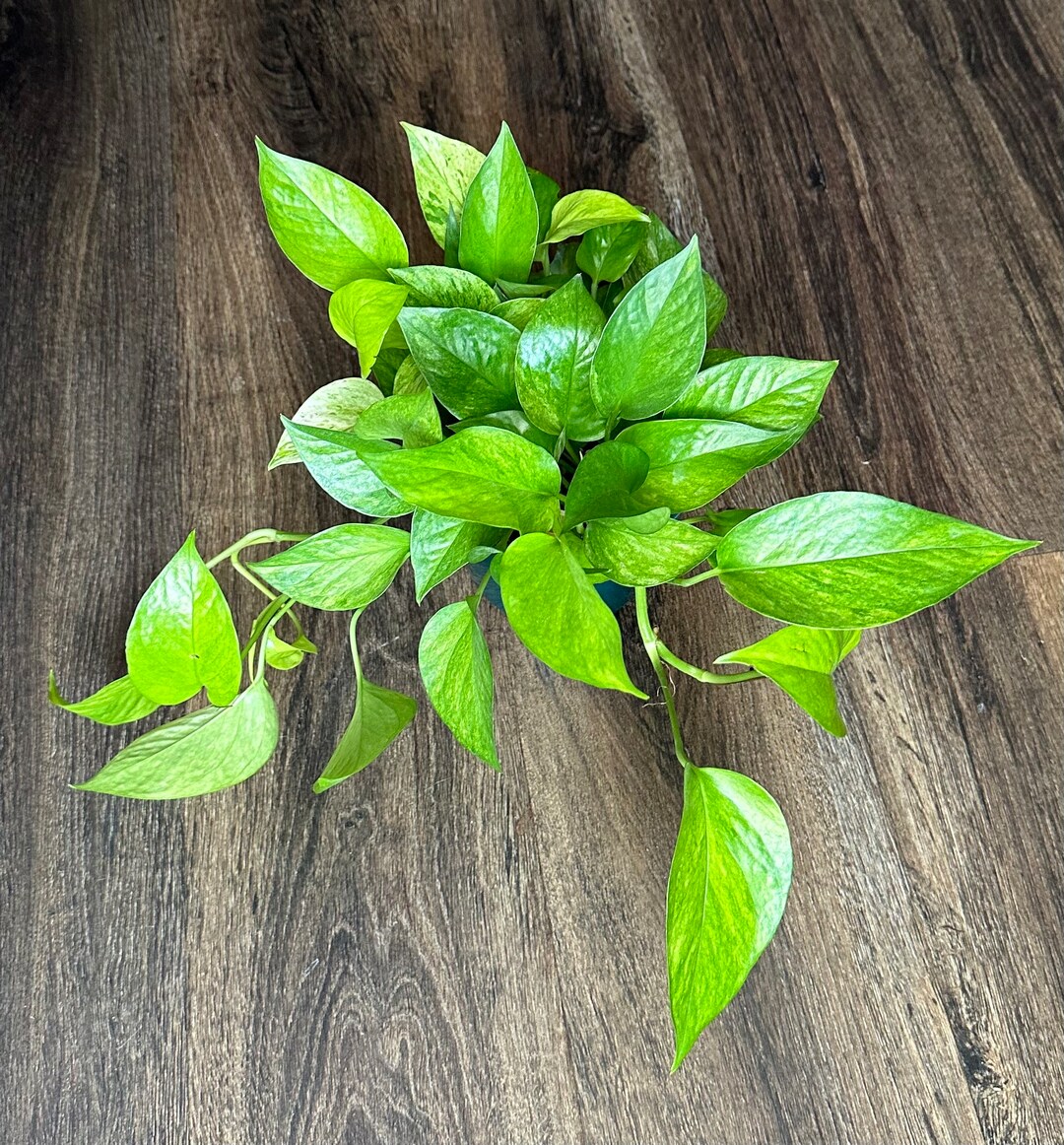 Jessenia Pothos - Etsy