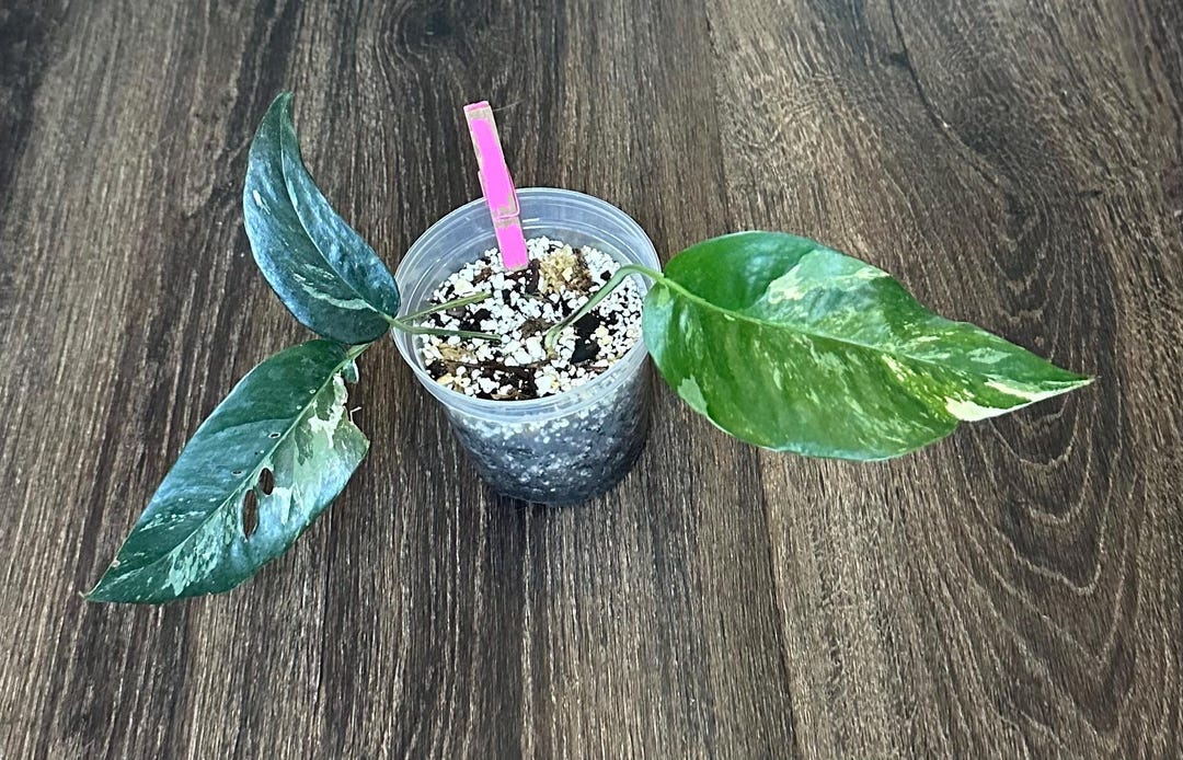 Epipremnum Pinnatum Albo-variegata albo Pothos - Etsy