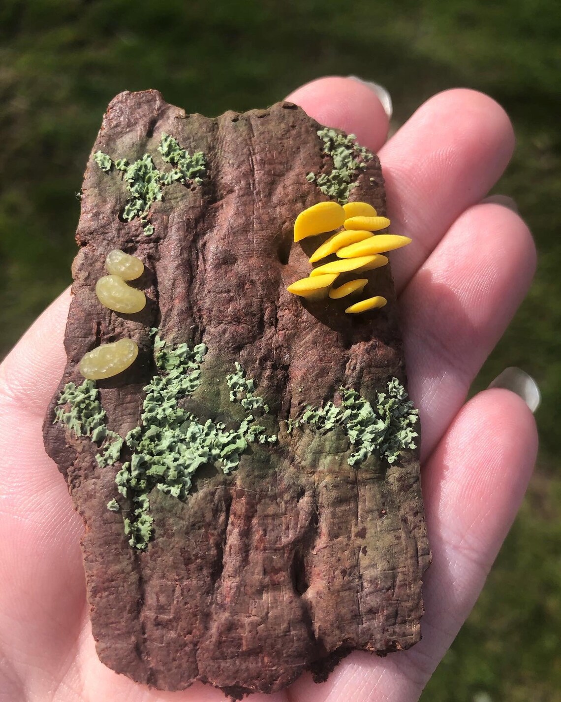 Tree Bark Clay Magnet - Etsy