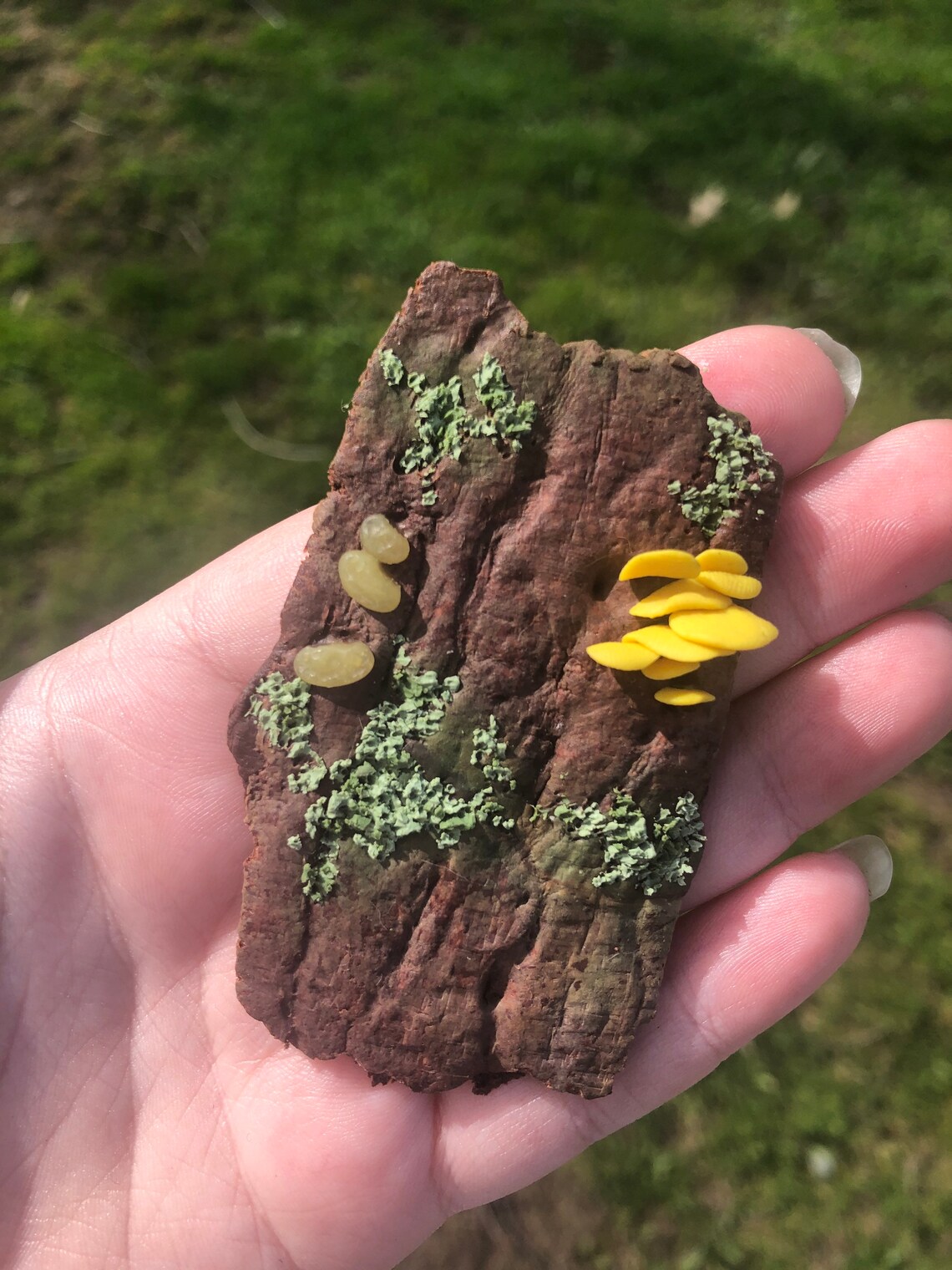 Tree Bark Clay Magnet - Etsy