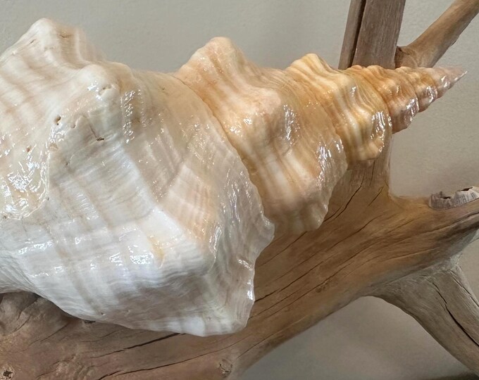 10.5” Florida Horse Conch Imperfect Sea Shell Natural Large Sanibel ...