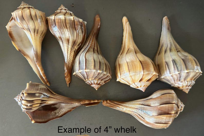 Florida Lightning Whelk Shells Multiple Sizes Available Sanibel Island ...