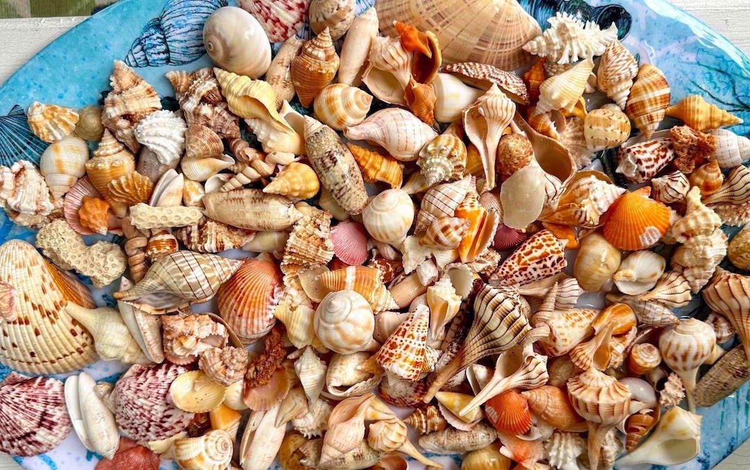 Mixed Assorted Seashells 1/2 Pound Bag Sanibel Island Florida Shells ...