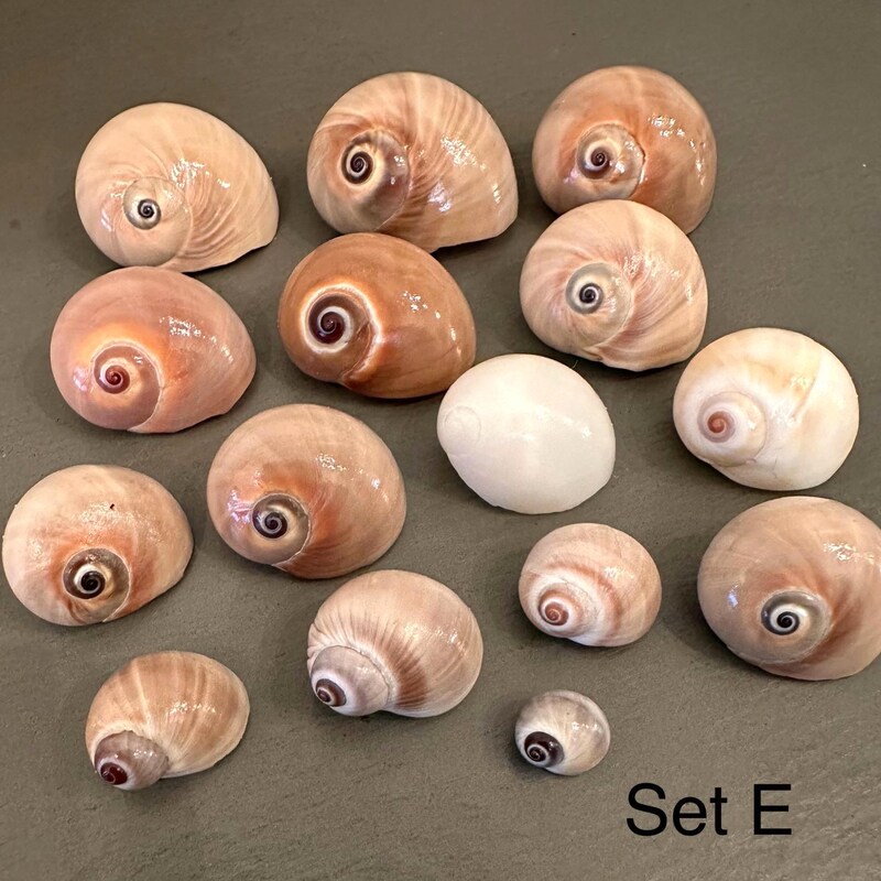 Snail Shells - Etsy
