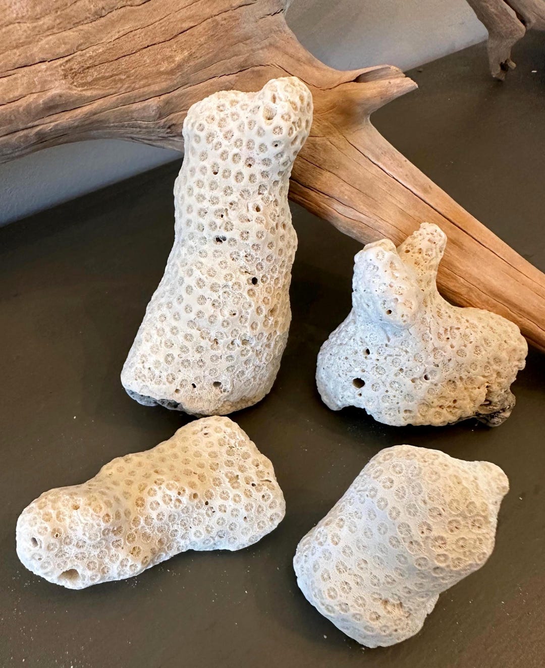 Coral Chunks Florida Gulf Coast Coral Chunks Crafting, Beach Decor ...