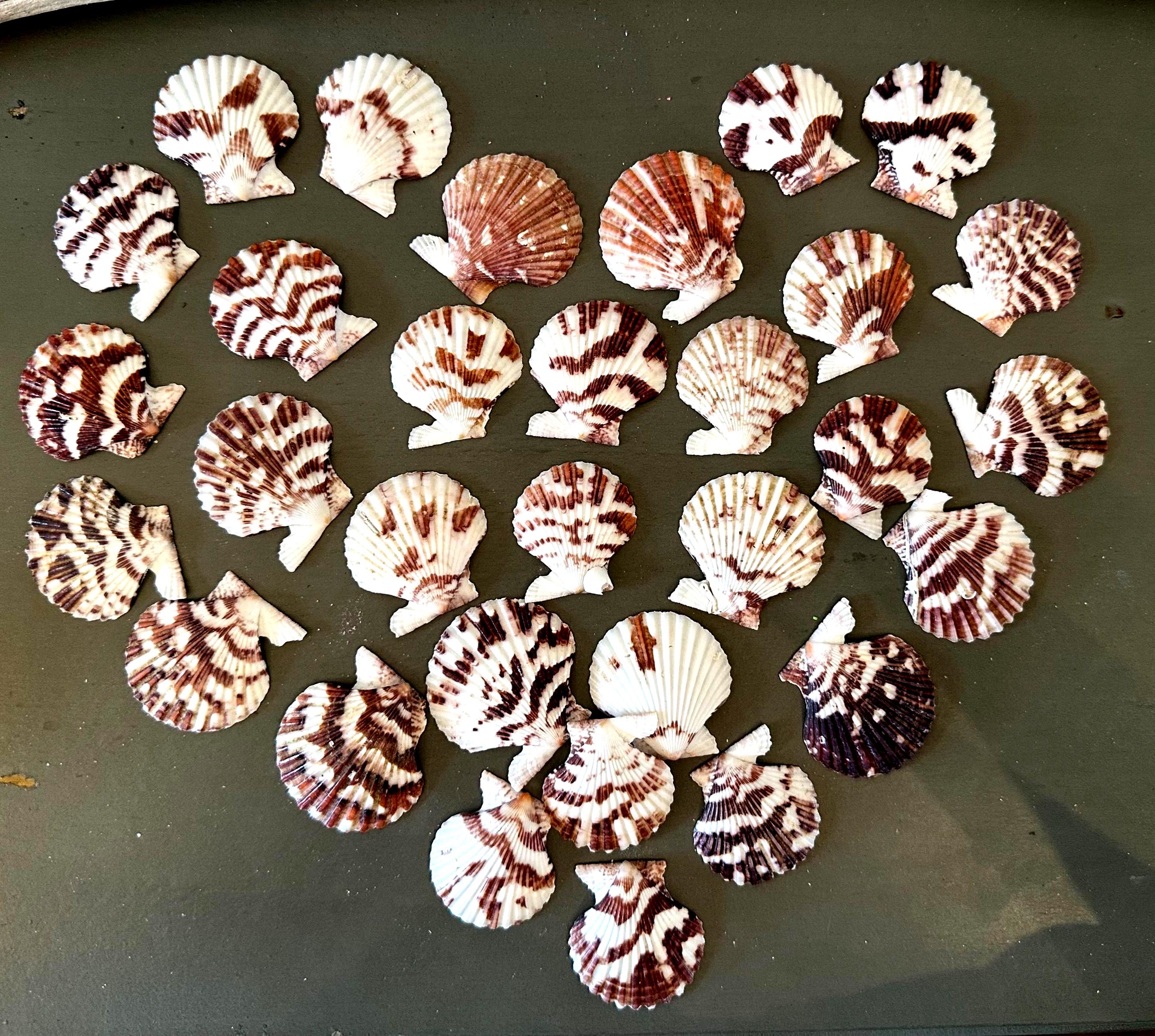 Pecten Tranquebaricus Scallop Shells Assorted Patterns Seashells - Etsy