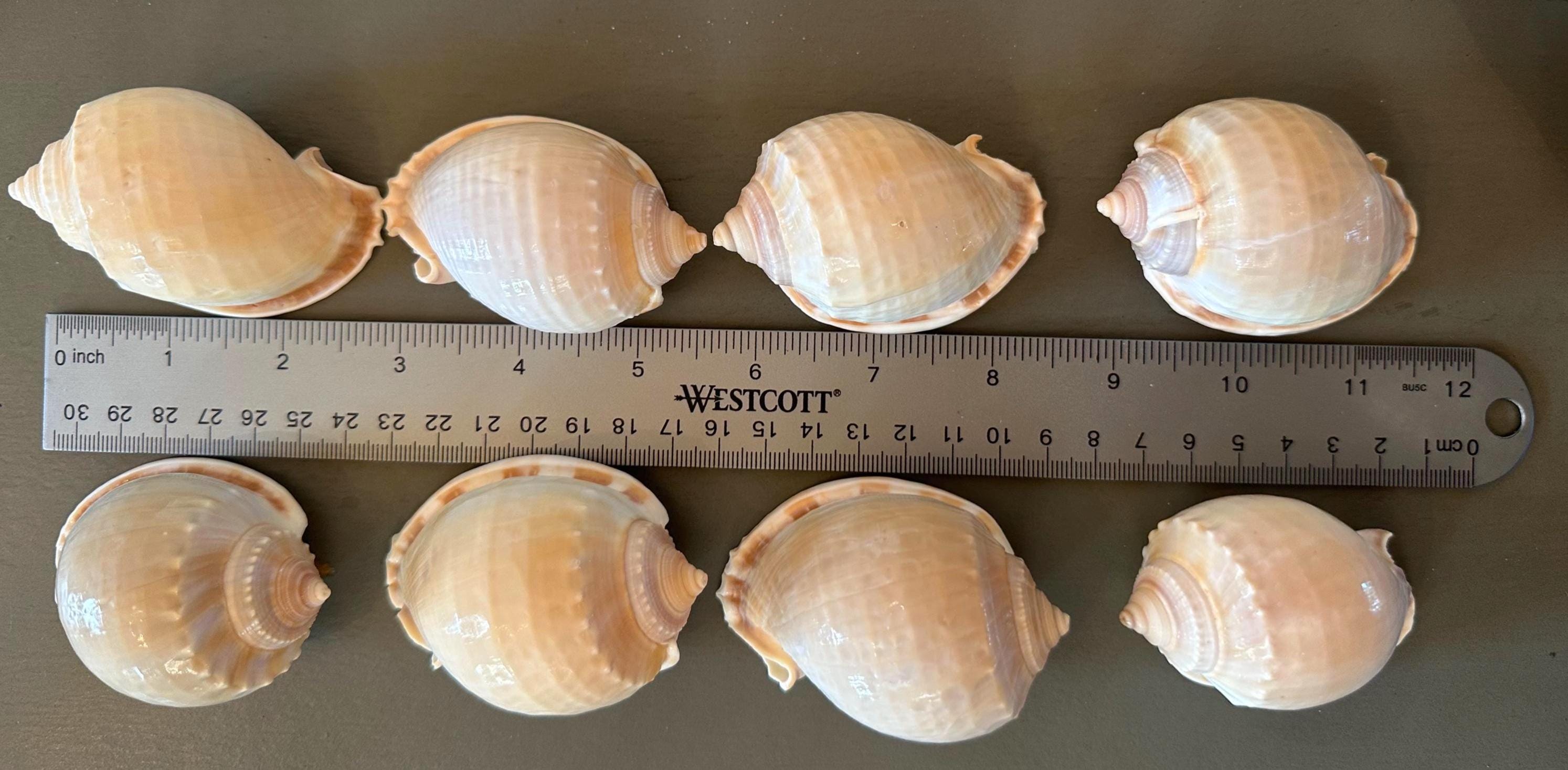 Scotch Bonnet Seashell Extra Large Bonnets 2.5" - 3" - Etsy