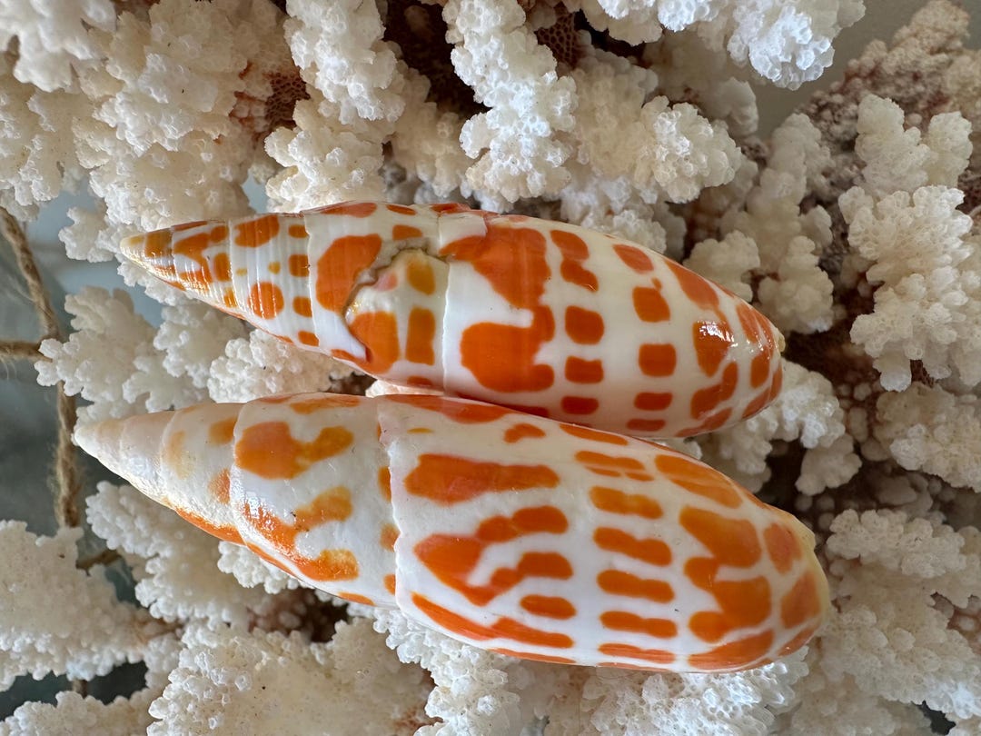 2 Episcopal Miter Seashells Orange Spotted Mitra Mitra 3" - Etsy