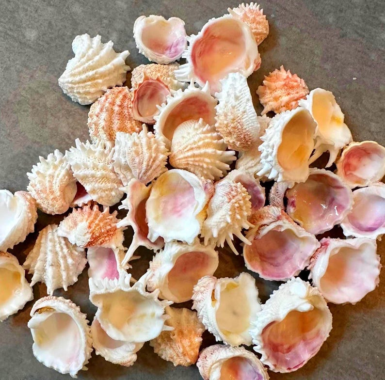 Spiny Jewel Box Seashells - Quantity Options Sanibel Island Florida ...