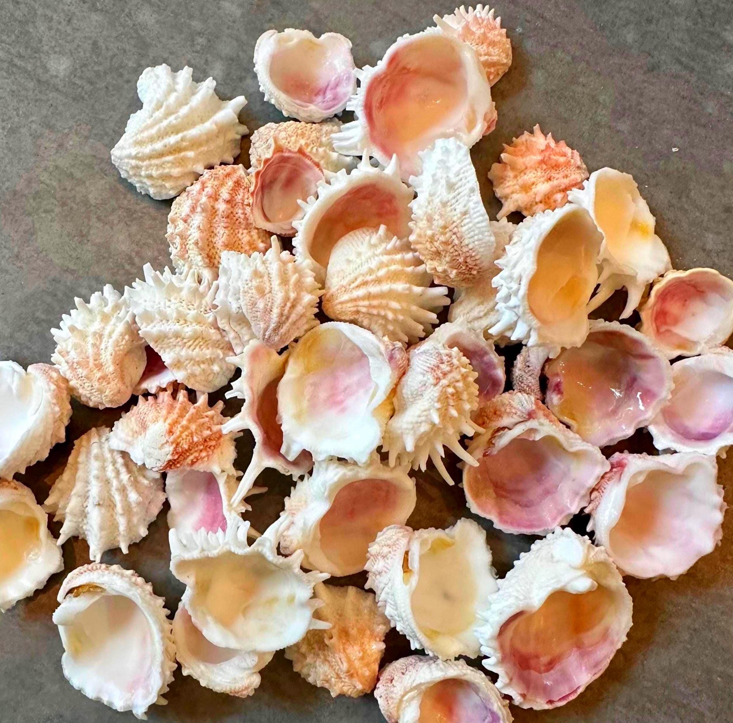 15 Spiny Jewel Box Seashells - Sanibel Island Florida Shells - Etsy