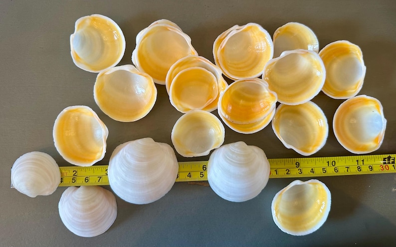 Buttercup Lucines Clam Seashells Yellow Sanibel Island Buttercup ...