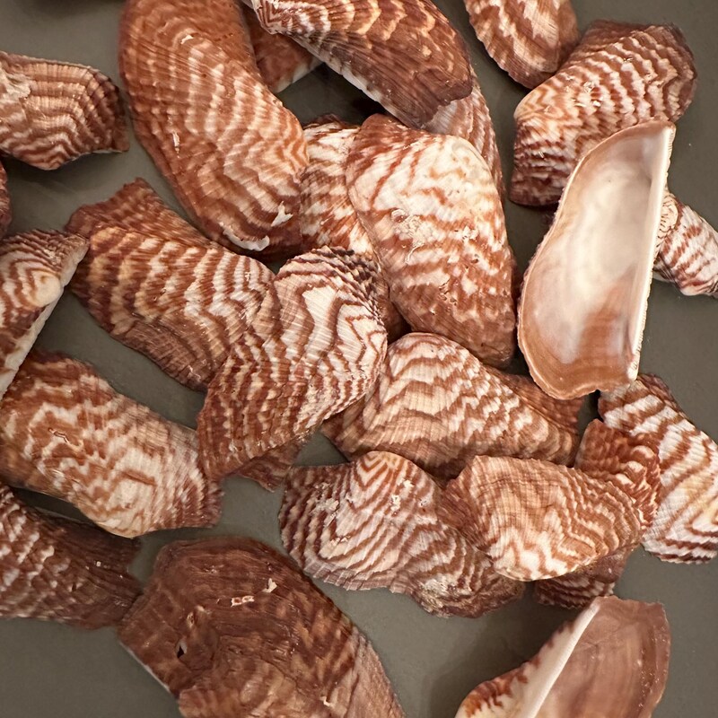 Turkey Wing Shells - Etsy