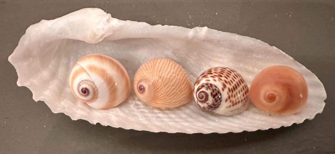 Angel Wing Seashell With 4 Snail Seashells Displayed in a Sanibel ...