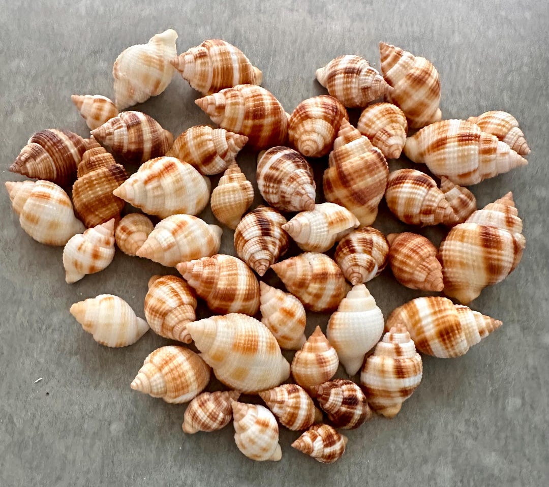 12 Common Nutmeg Seashells Free Shipping Assorted Size and Color ...