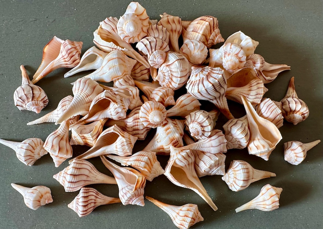 Small Florida Lightning Whelk Sea Shells, 15 Mini Assorted Mixed Whelk ...